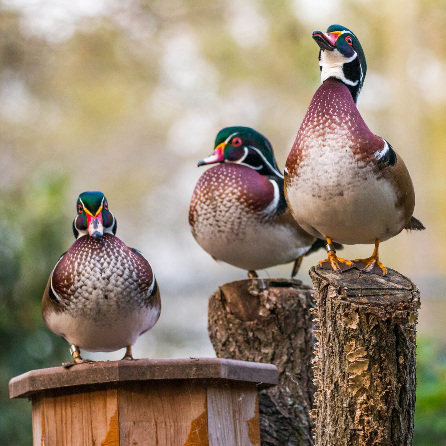 World Waterfowl Day – Celebrating wild waterfowl every year on January ...