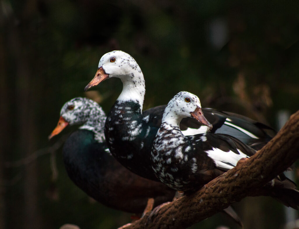 World Waterfowl Day – Celebrating wild waterfowl every year on January ...