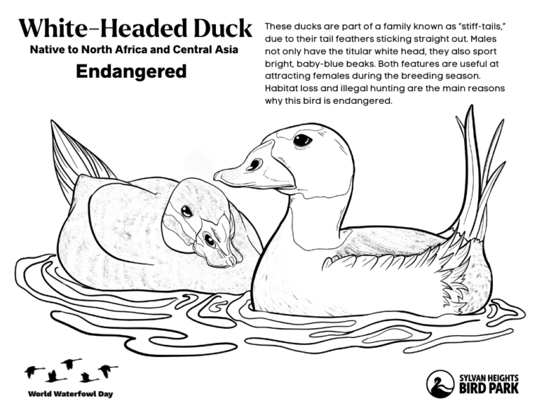 Learn – World Waterfowl Day