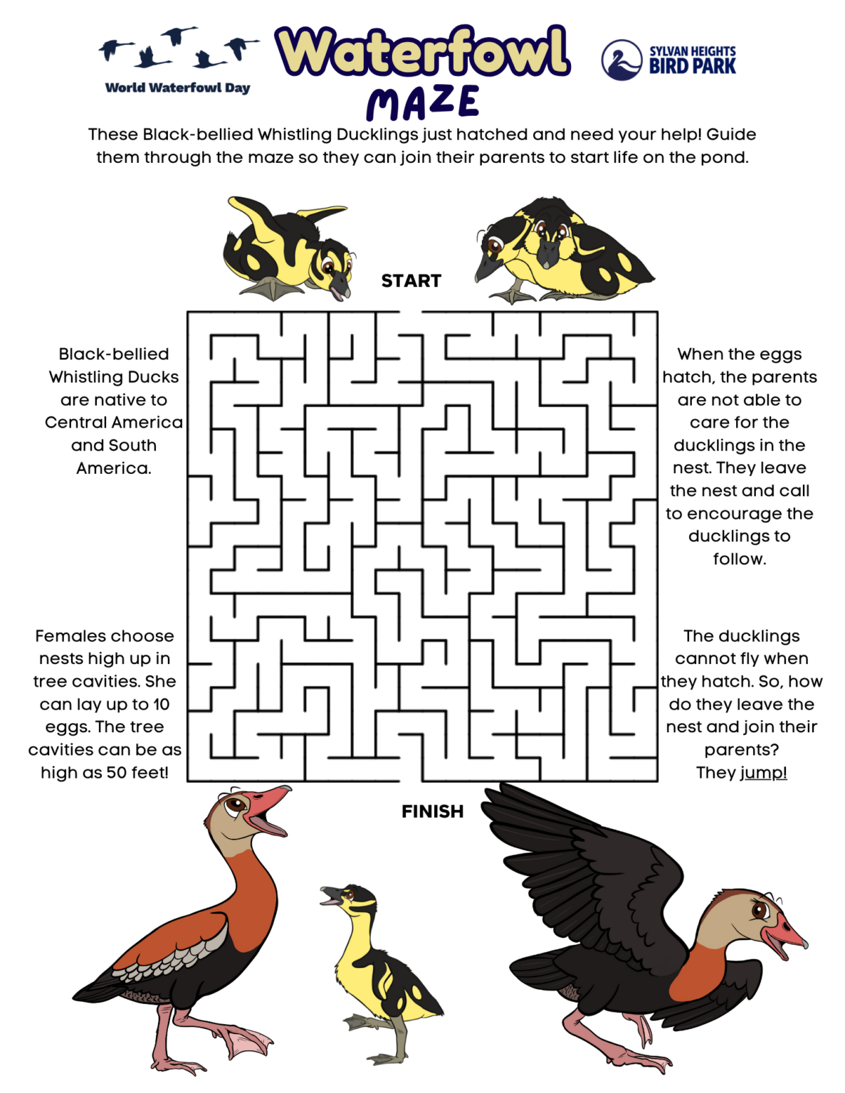 Learn – World Waterfowl Day